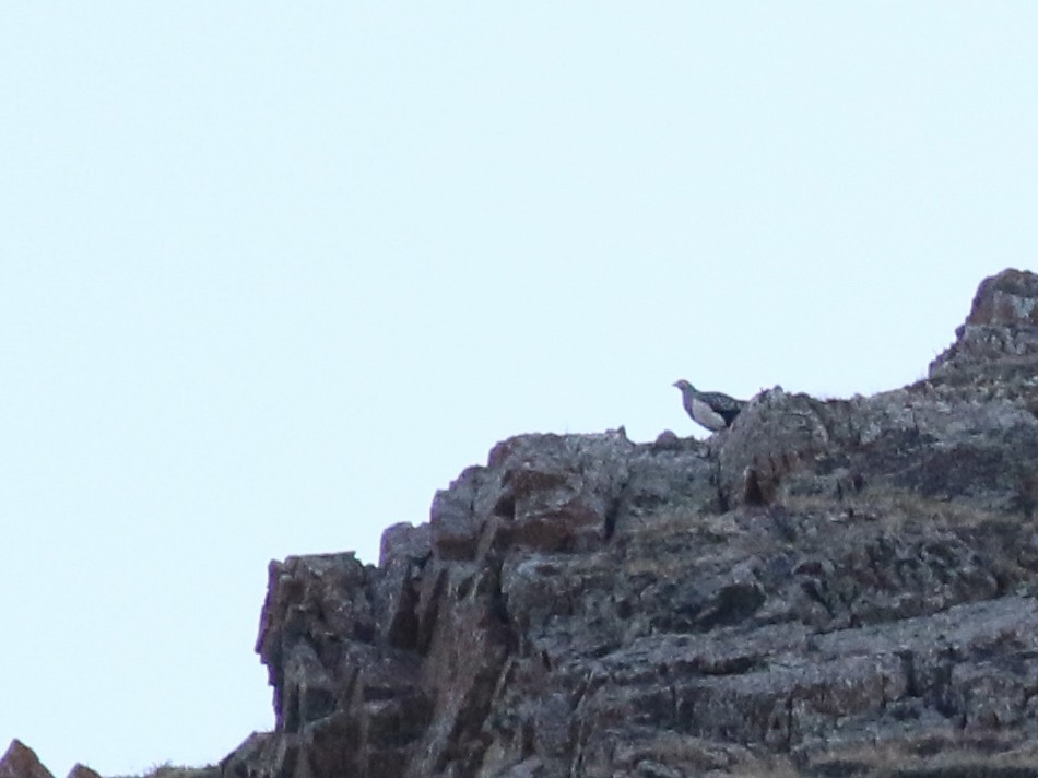 Altai Snowcock - eBird