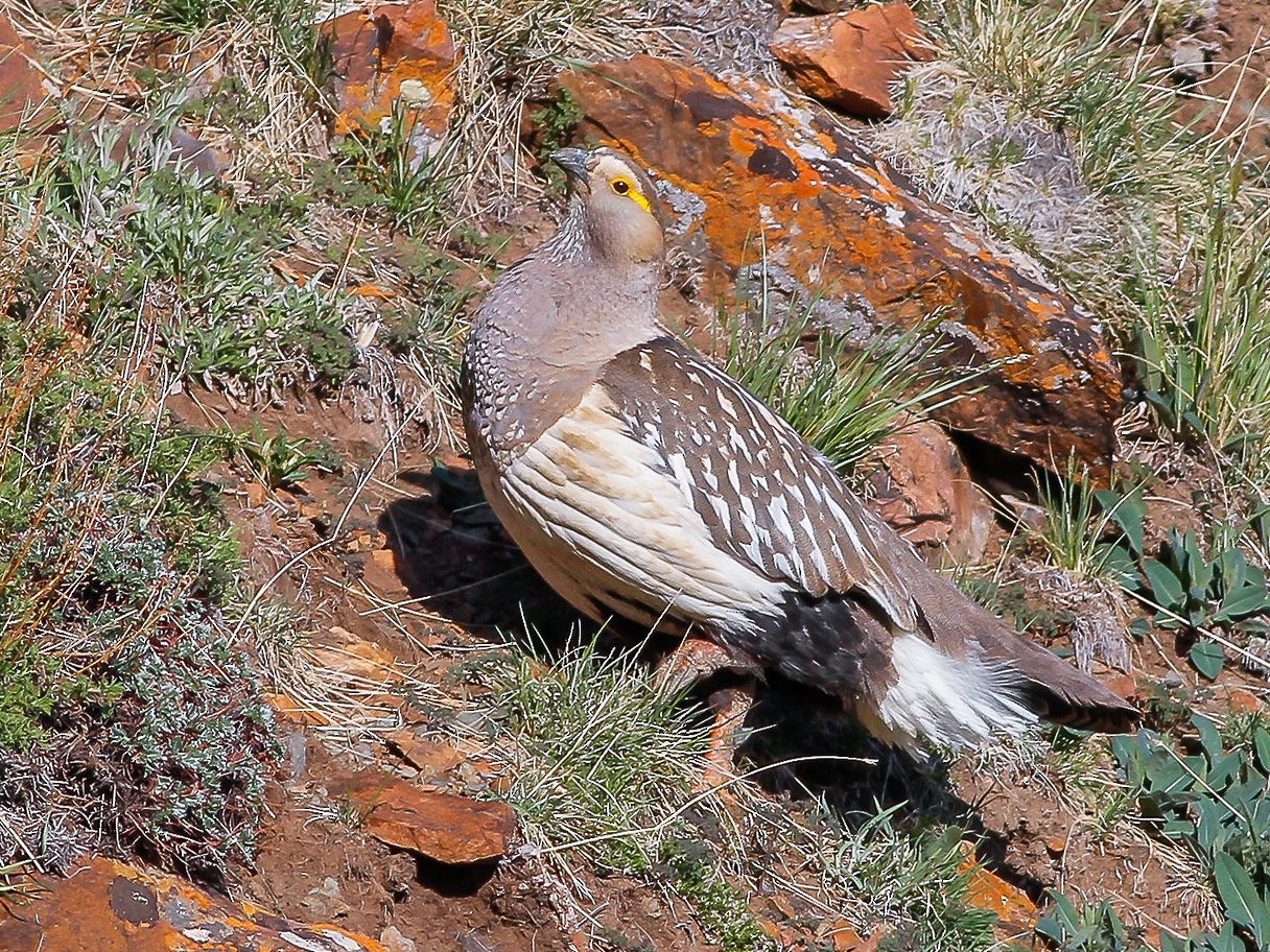 Altai Snowcock - eBird