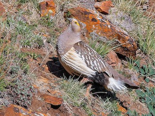 Altai Snowcock - eBird