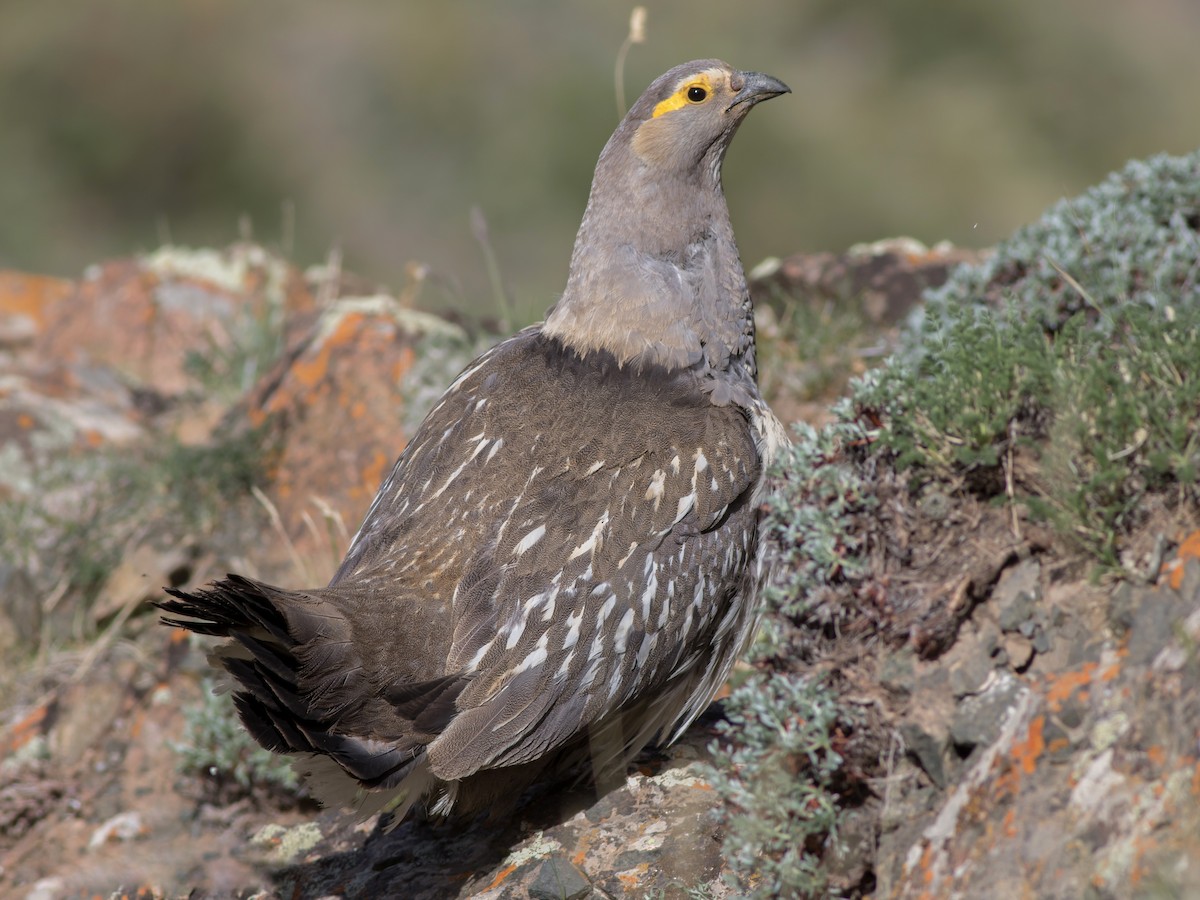 Altai Snowcock - Tetraogallus altaicus - Birds of the World