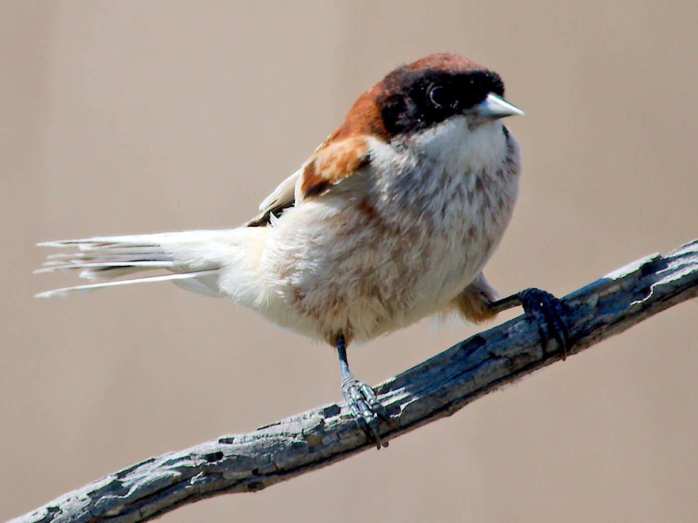 Black-headed Penduline-Tit - eBird