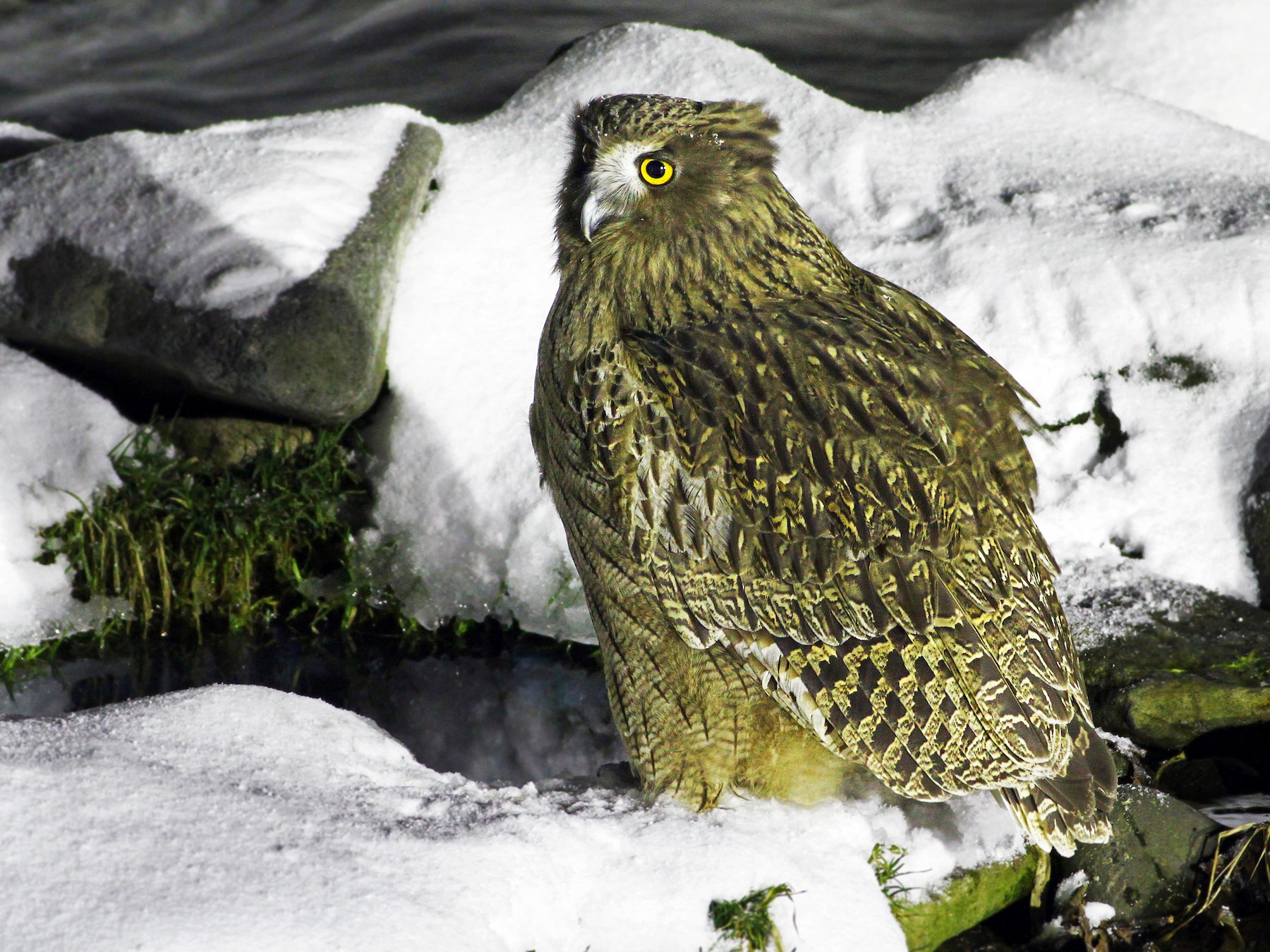 Blakiston's Fish-Owl - eBird
