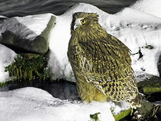 Blakiston's Fish-Owl - eBird