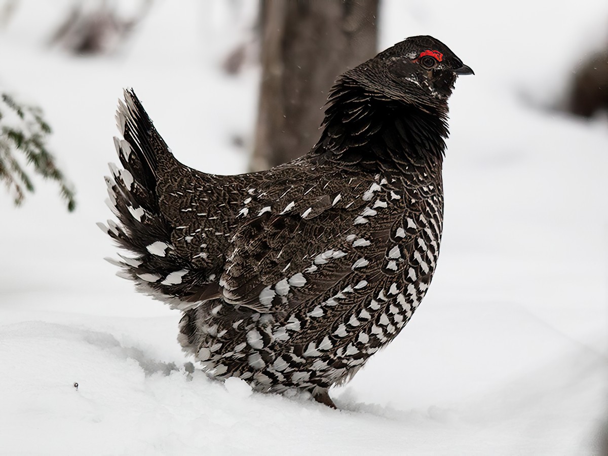 Siberian Grouse - eBird