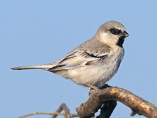 Zarudny's Sparrow - Passer zarudnyi - Birds of the World