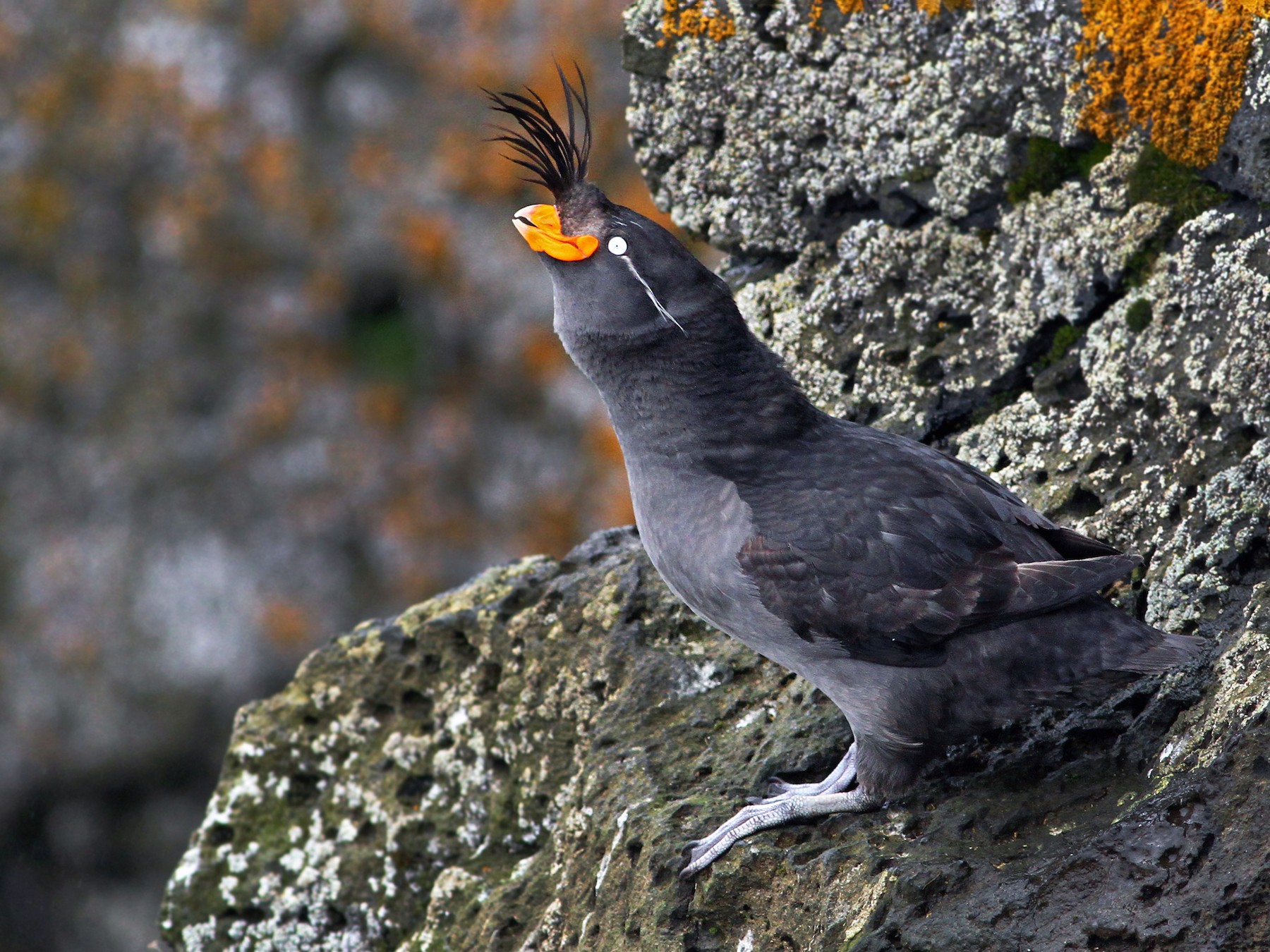 Crested Auklet - eBird