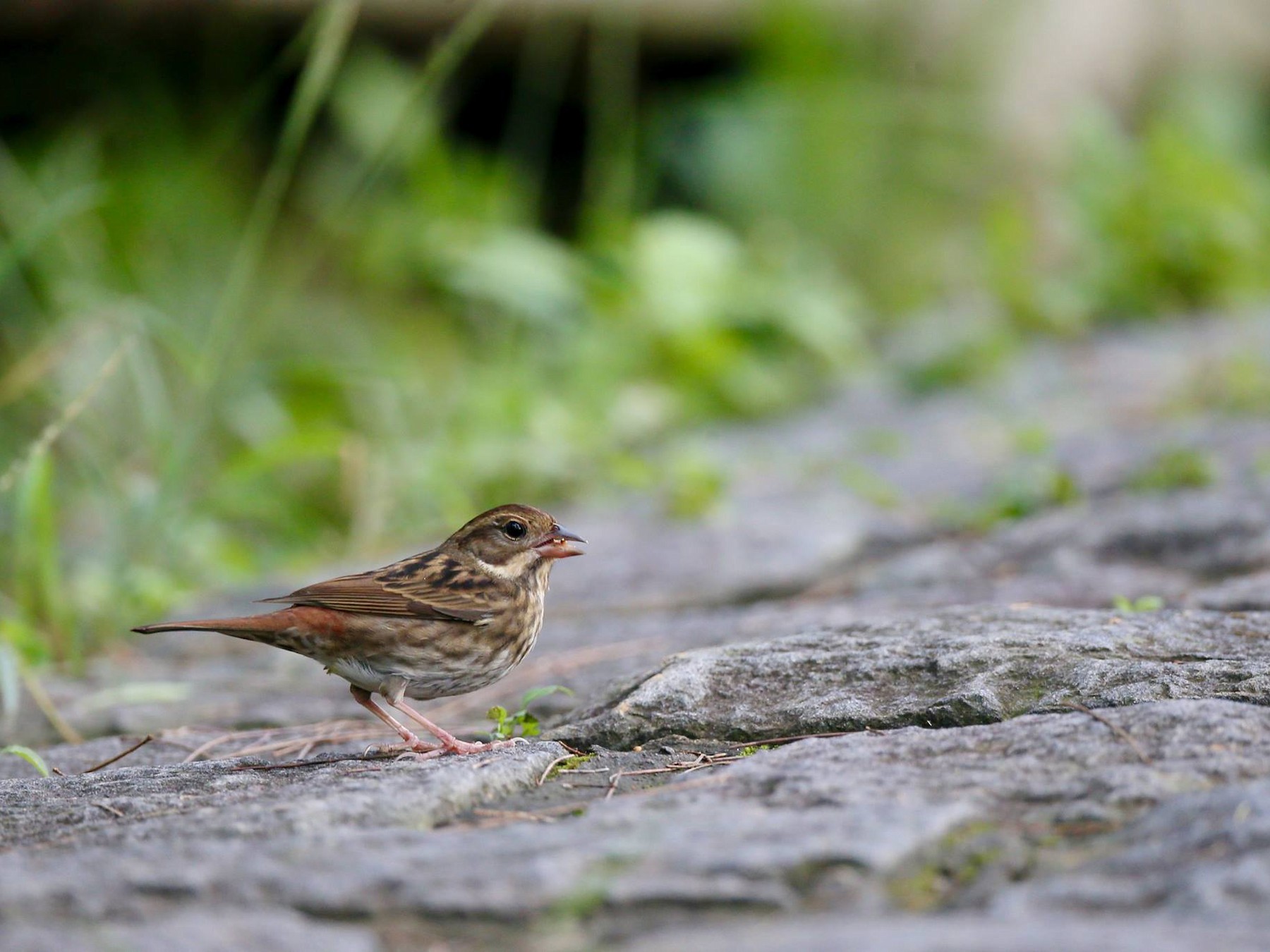 Grey Bunting - eBird