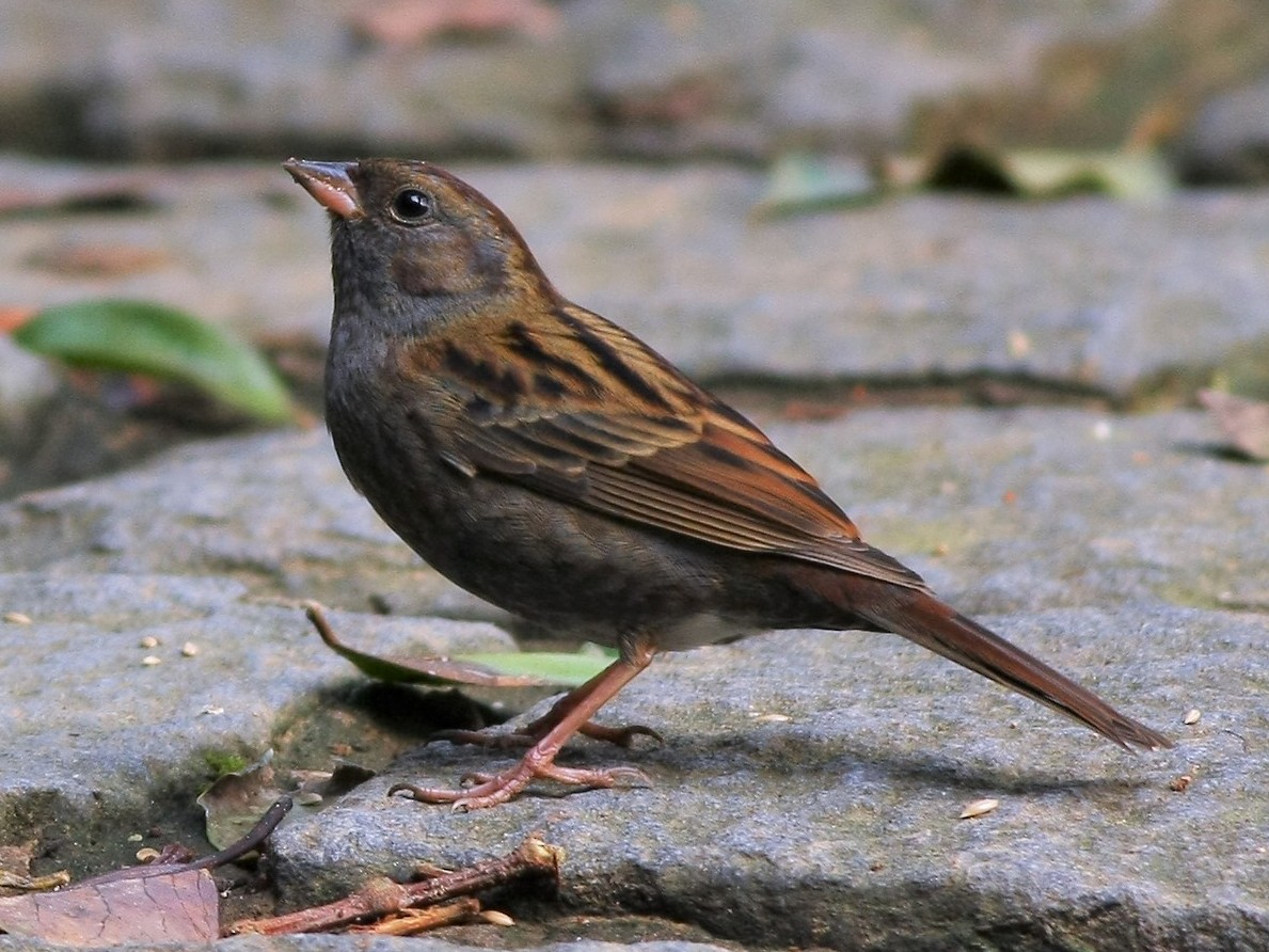 Gray Bunting - eBird