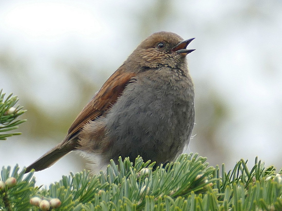 Japanese Accentor - eBird