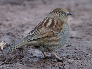 Japanese Accentor - eBird