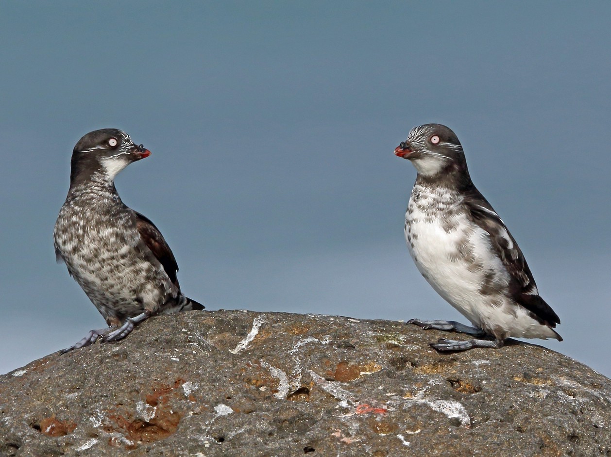 Least Auklet - eBird