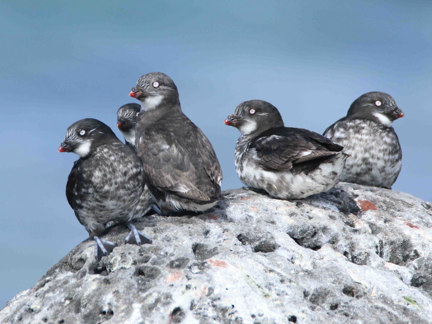 Least Auklet - eBird