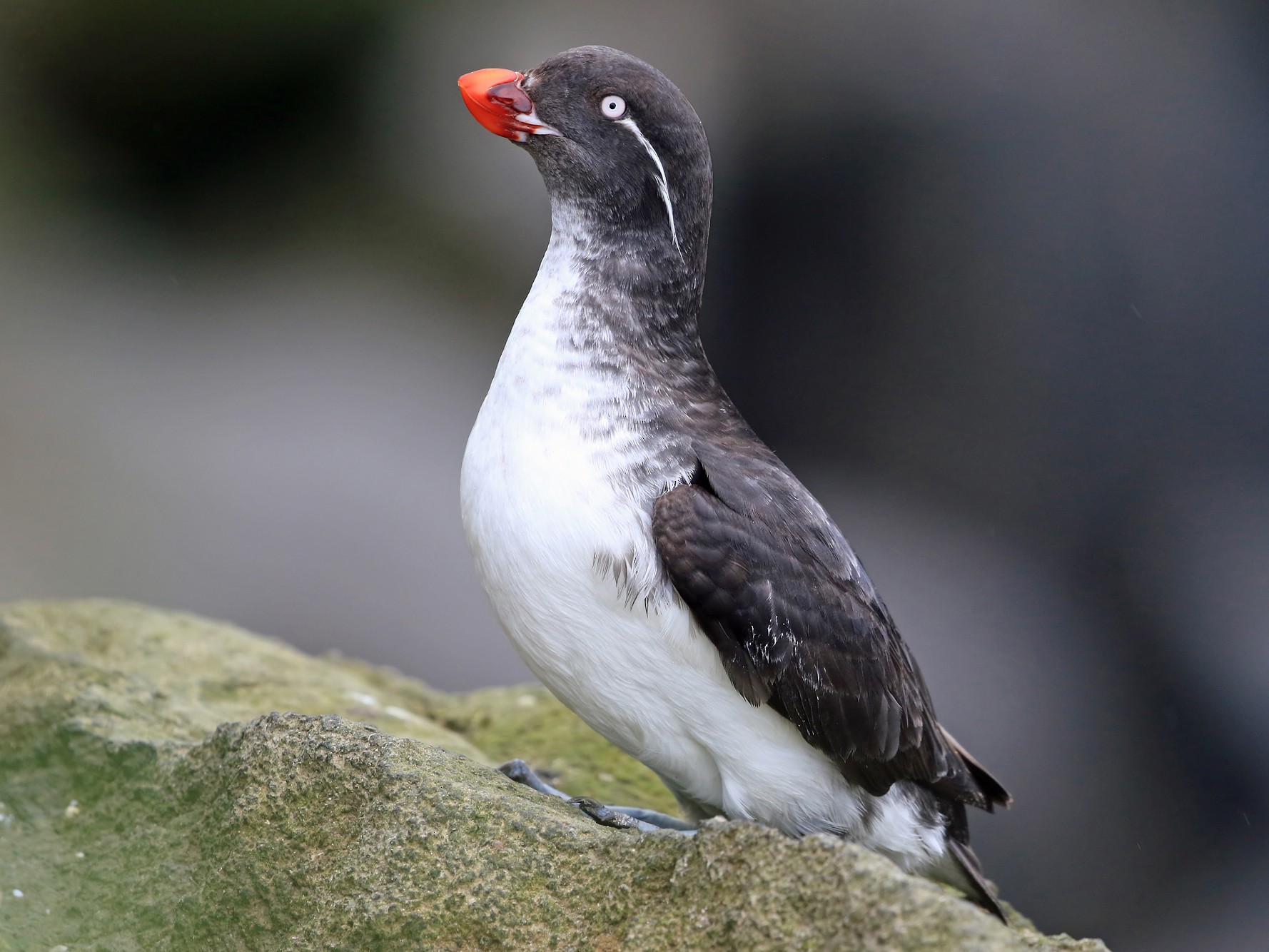 Parakeet Auklet - eBird