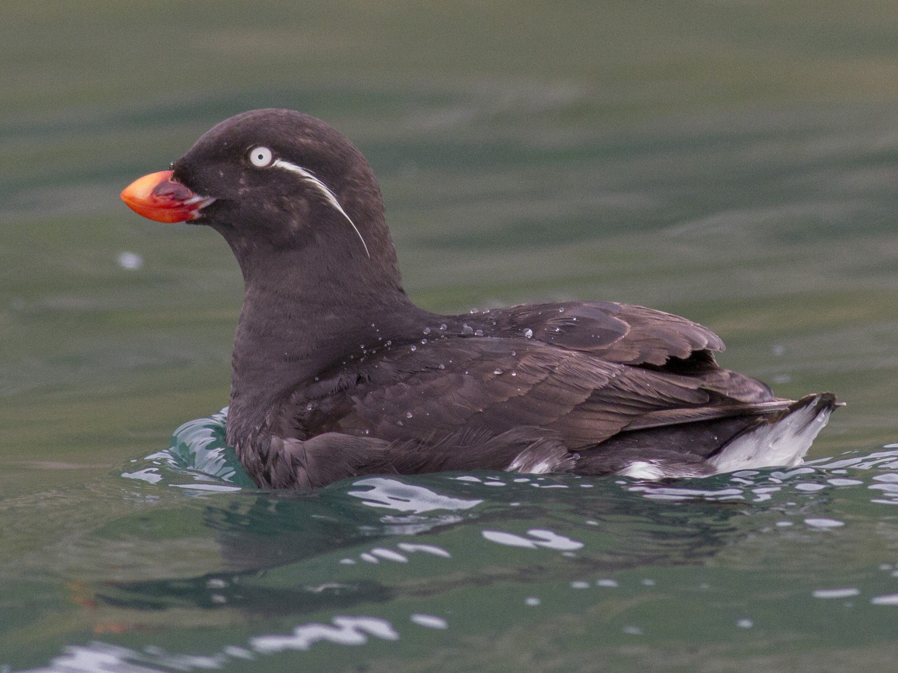 Parakeet Auklet - eBird
