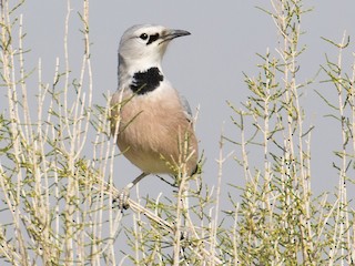Turkestan Ground-Jay - eBird