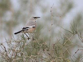 Turkestan Ground-Jay - eBird