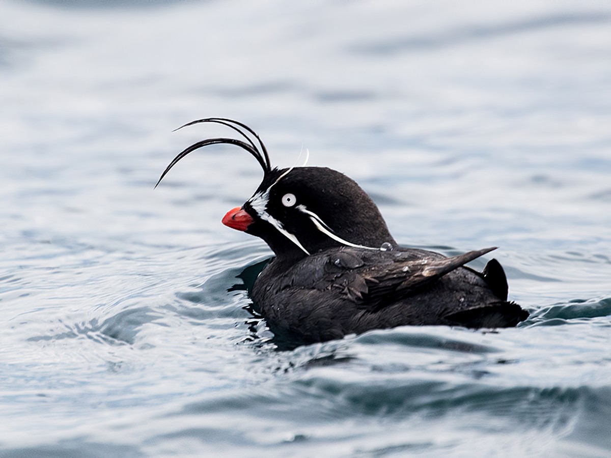 Whiskered Auklet - eBird