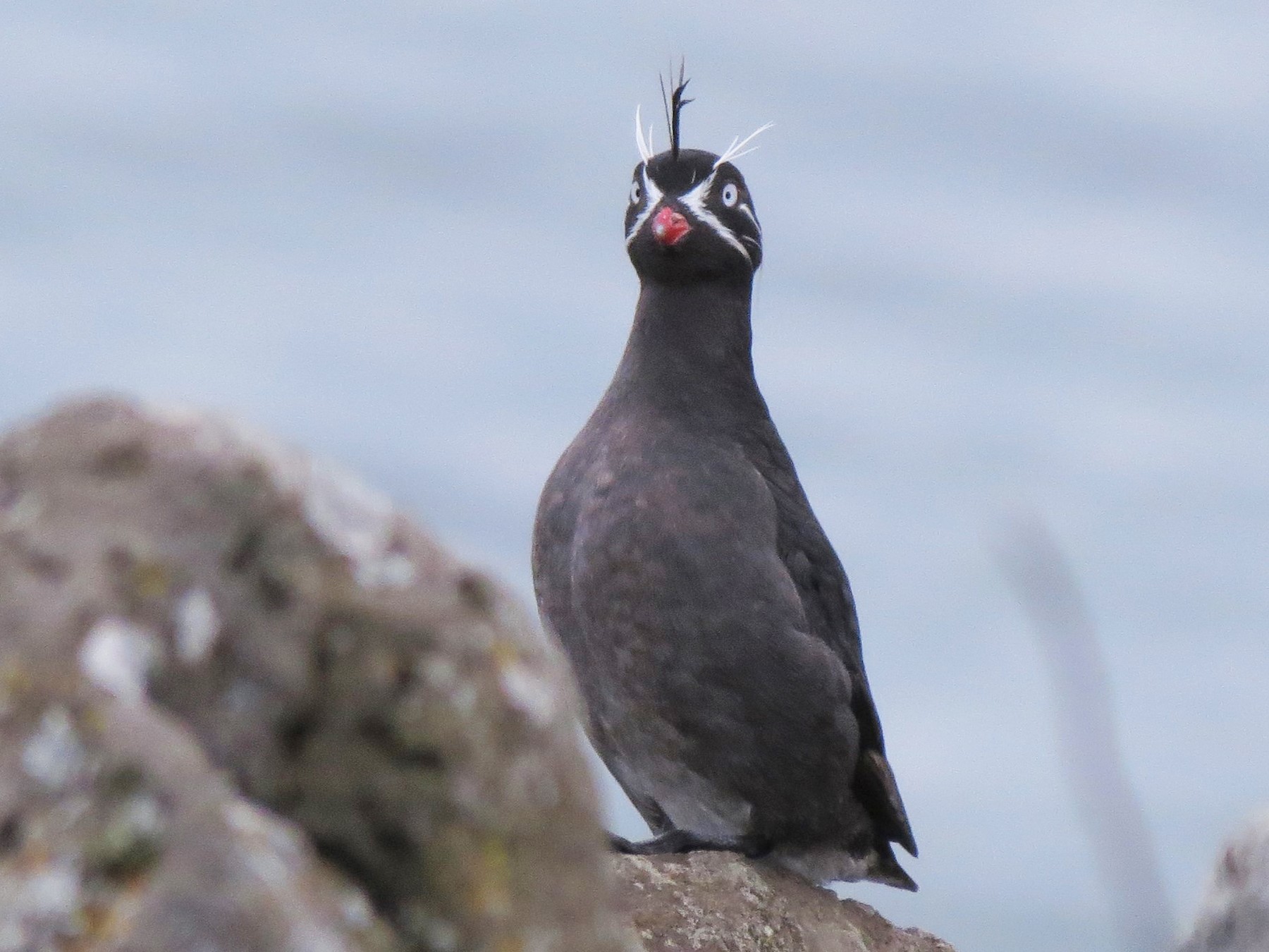 Whiskered Auklet - eBird