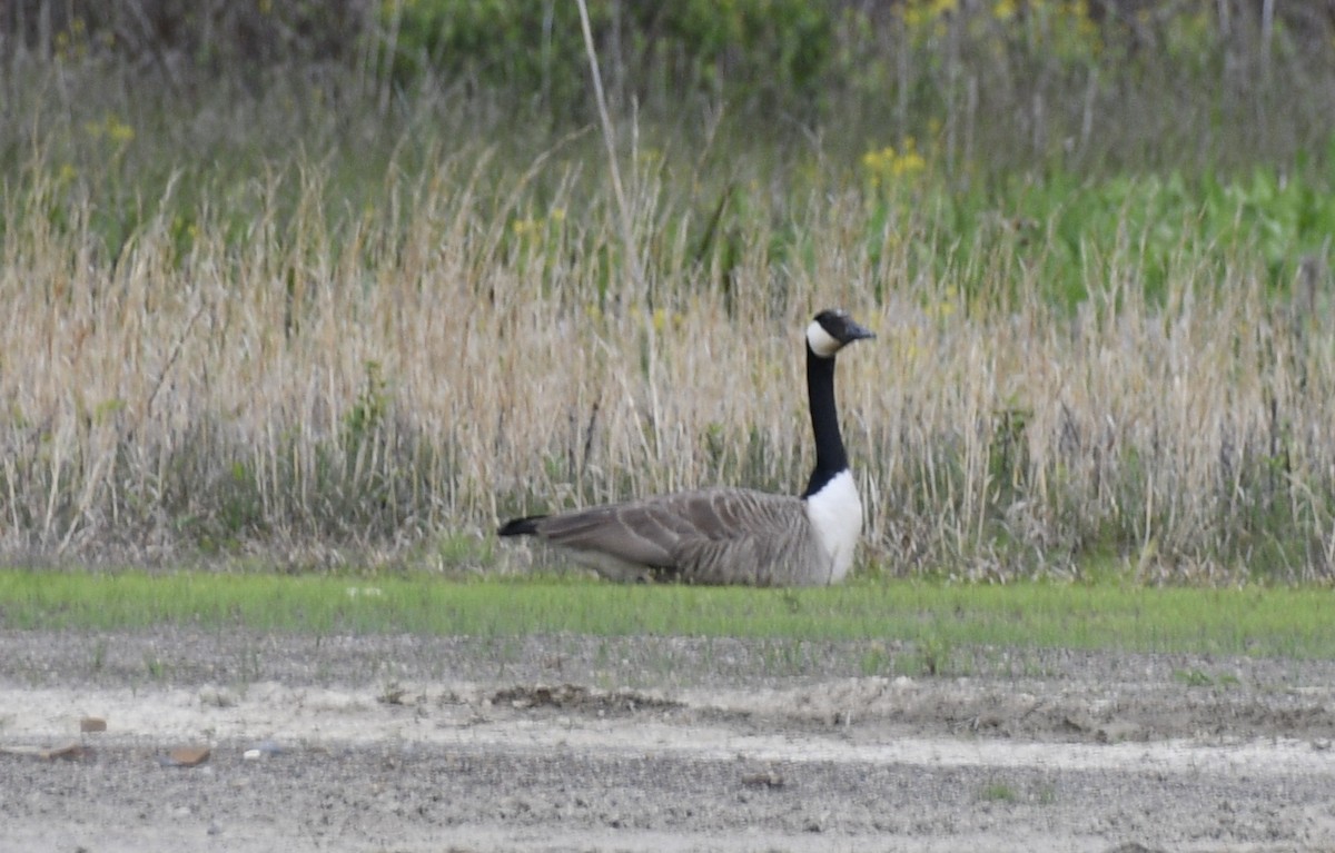 eBird Checklist - 8 May 2020 - Cunningham Ln. - 35 species