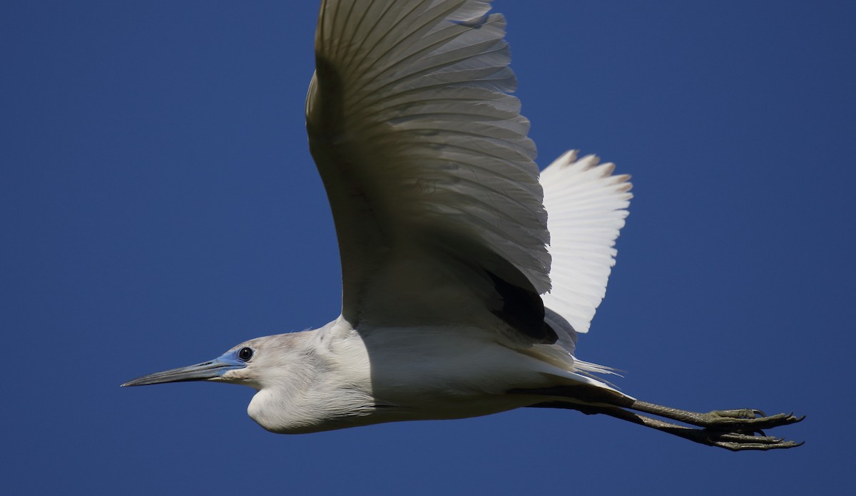 eBird Checklist - 8 May 2020 - Webb Wildlife Center - 68 species