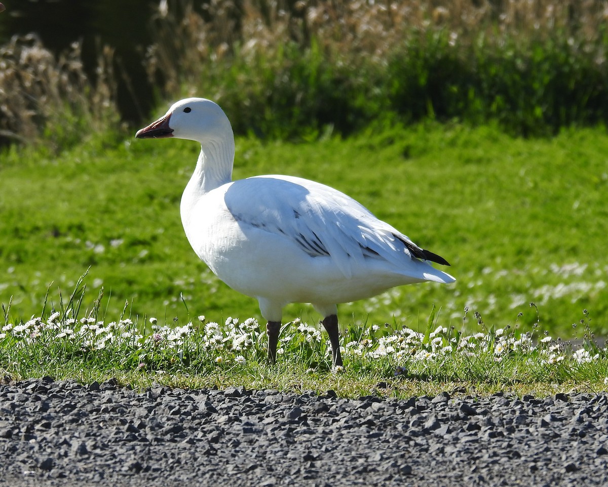 eBird Checklist - 8 May 2020 - Trojan Park - 27 species (+2 other taxa)