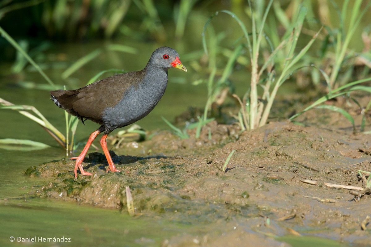 Pandemia o no, el Gran Día Mundial fue un gran éxito en Centroamérica - eBird Central America