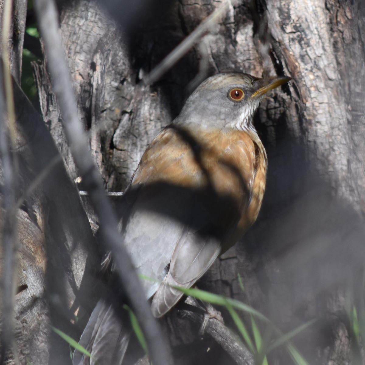 ML23220721 - Rufous-backed Robin - Macaulay Library