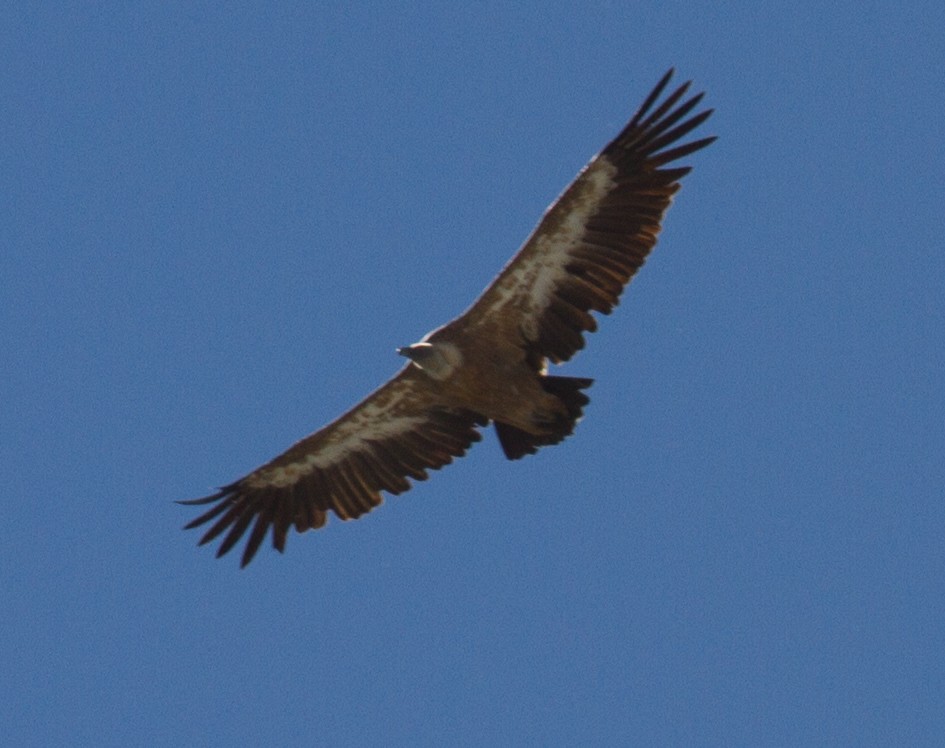 eBird Checklist - 3 Jun 2010 - Picos de Europa PN--Estación Superior y ...