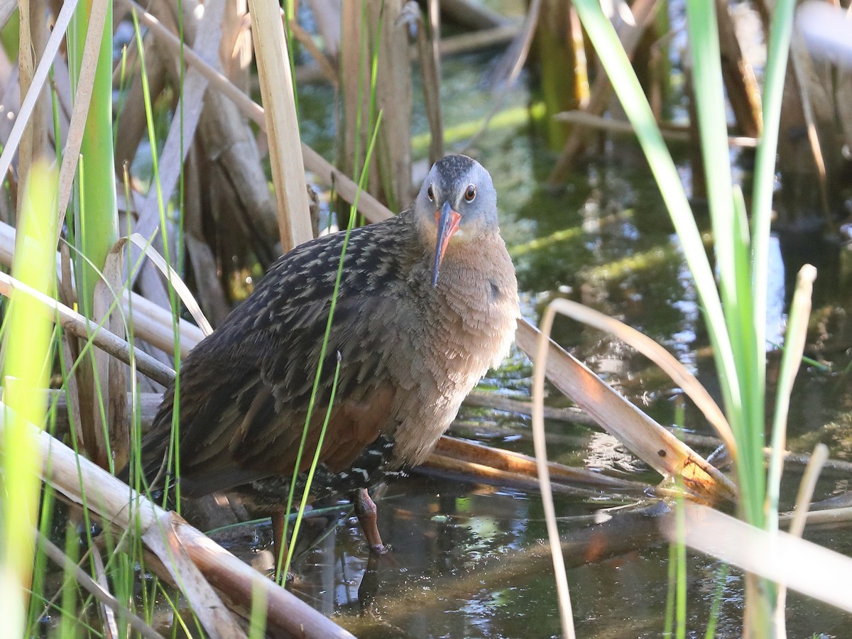 Maryland-DC Breeding Bird Atlas Checklist - 7 May 2020 - Font Hill ...