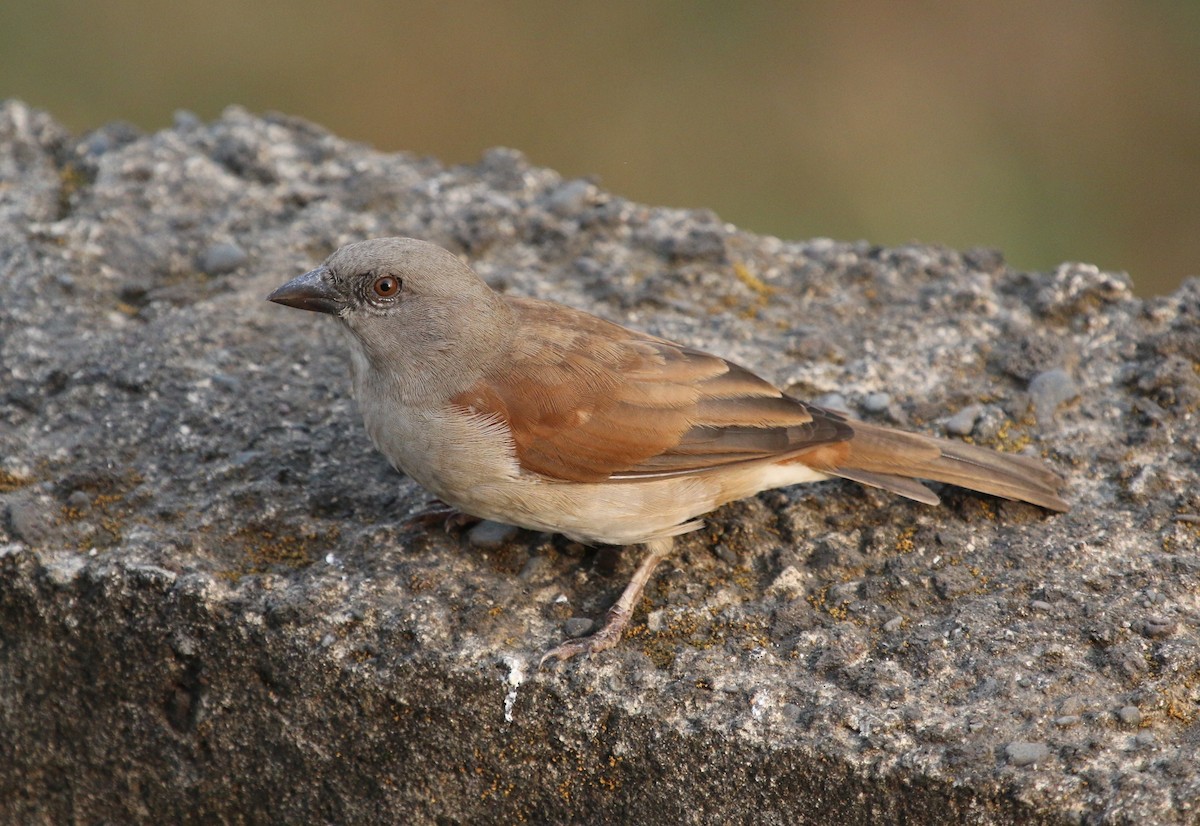 Northern Gray-headed Sparrow - Passer griseus - Birds of the World