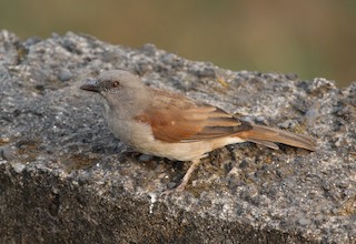 Northern Gray-headed Sparrow - Passer griseus - Birds of the World