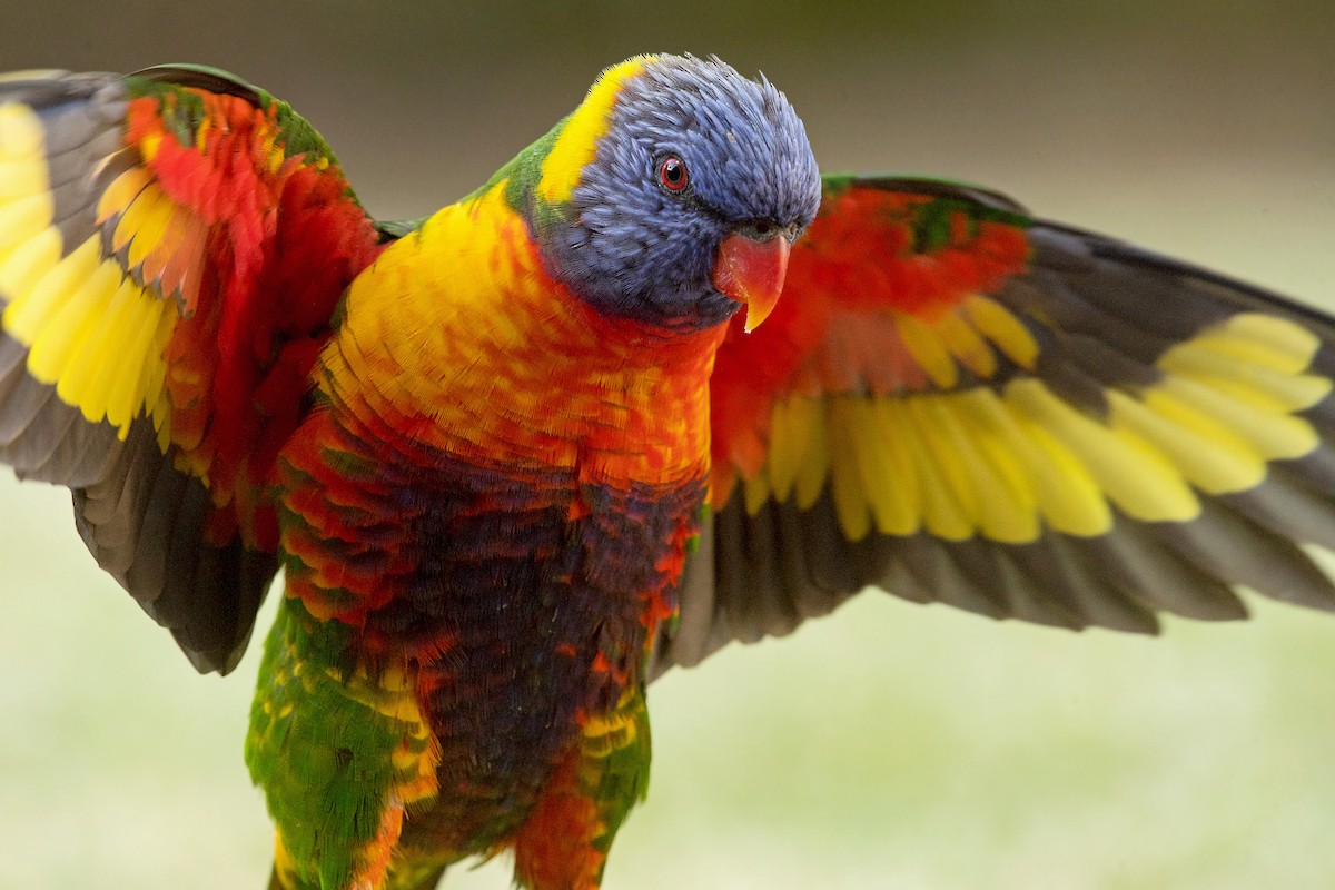 Global Big Day 2020: birding's biggest team - eBird Australia