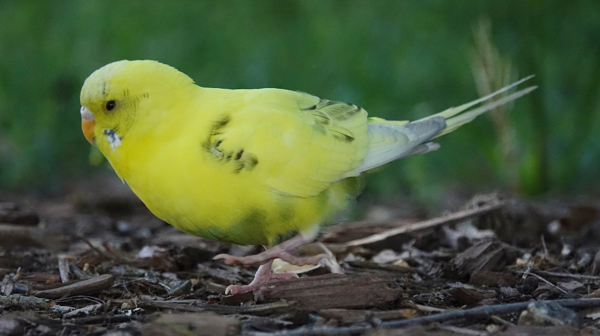 Maryland-DC Breeding Bird Atlas Checklist - 9 May 2020 - Senate Parks ...