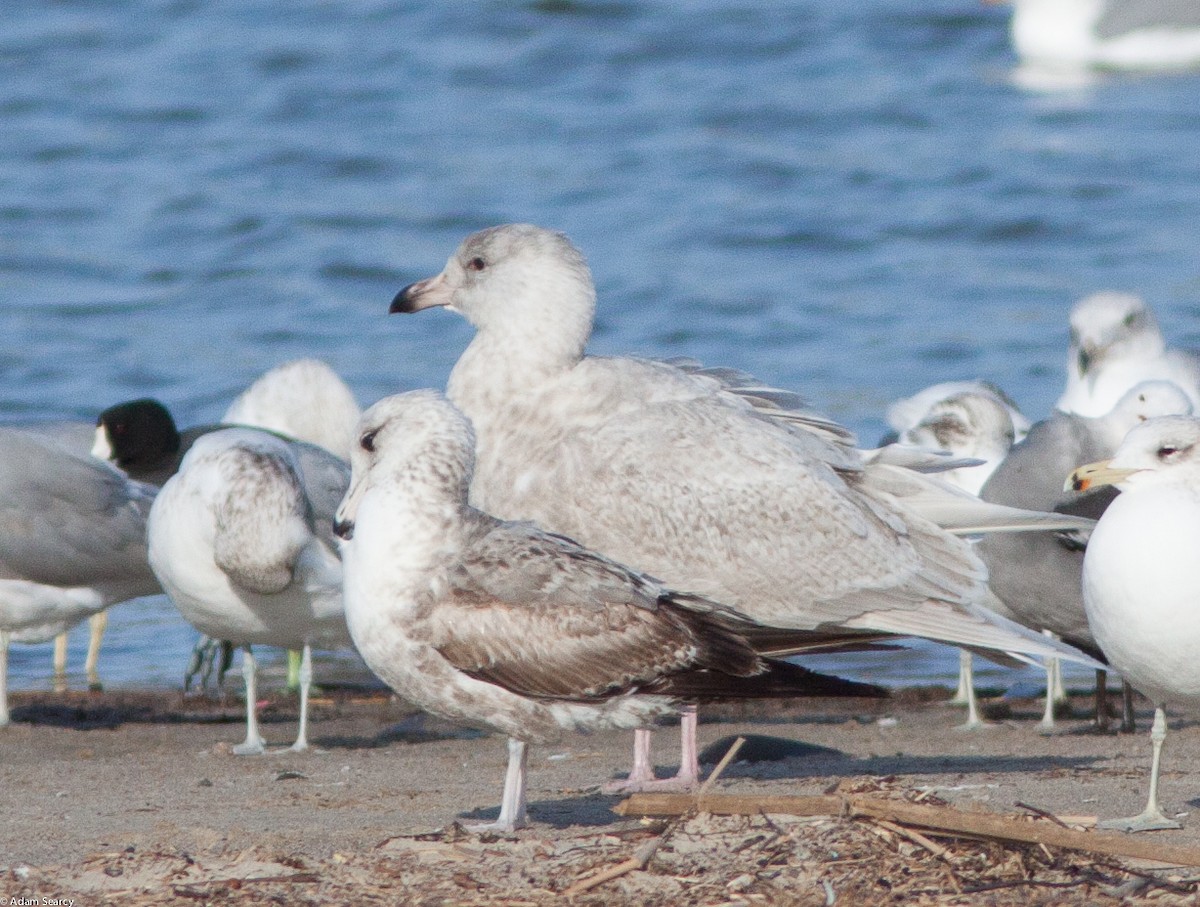 eBird Checklist - 13 Jan 2016 - Ventura River Estuary - 26 species (+1 ...