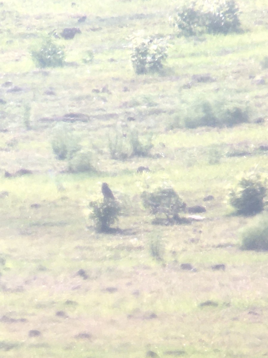 eBird Checklist - 9 May 2020 - Watermelon Pond WEA - 27 species