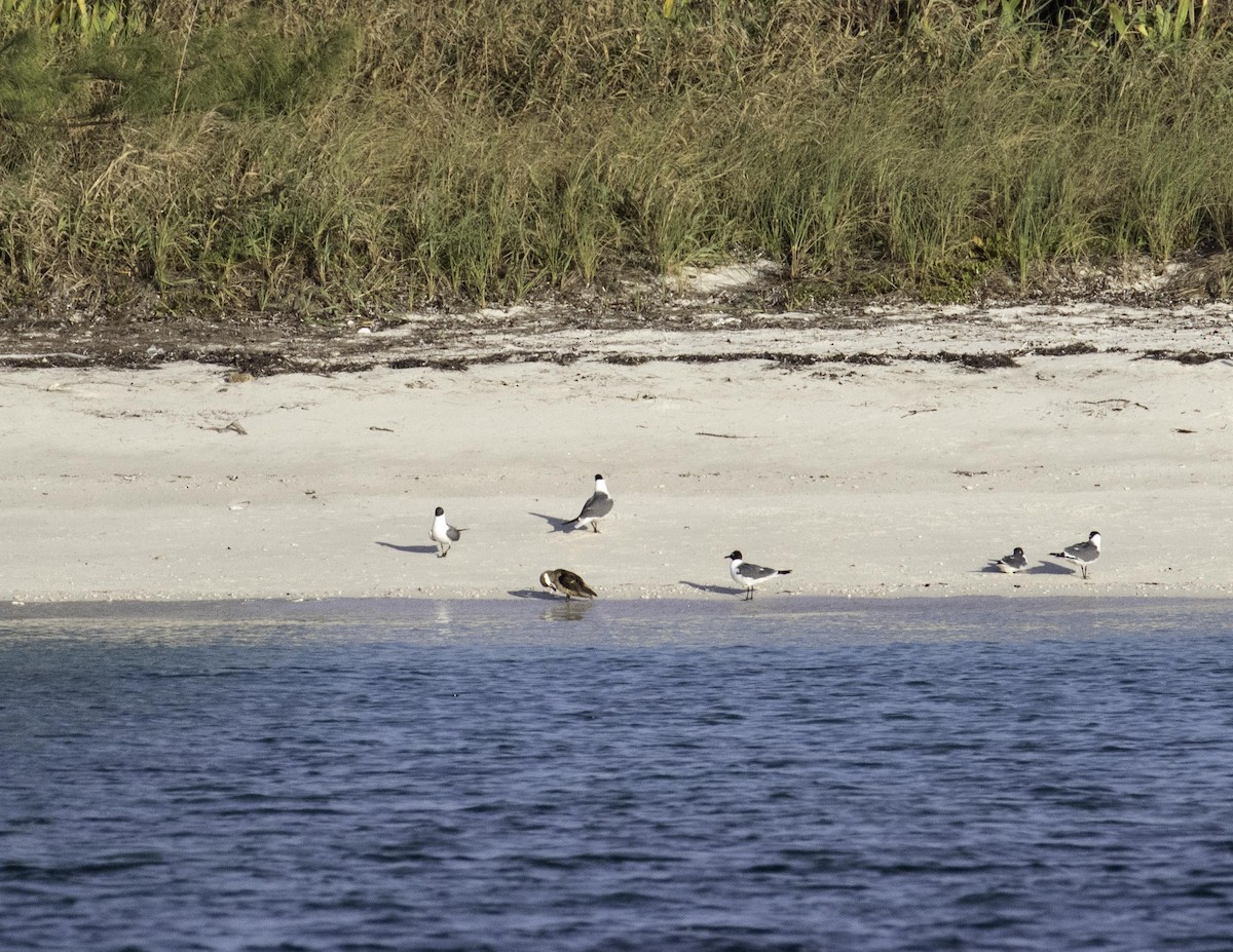 eBird Checklist - 8 May 2020 - BS (25.667, -77.759) Soldier Cay, Berry ...