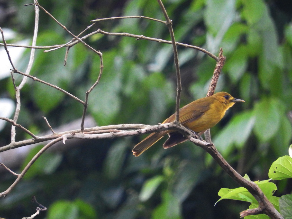 Obi Golden-Bulbul - Hypsipetes lucasi - Birds of the World