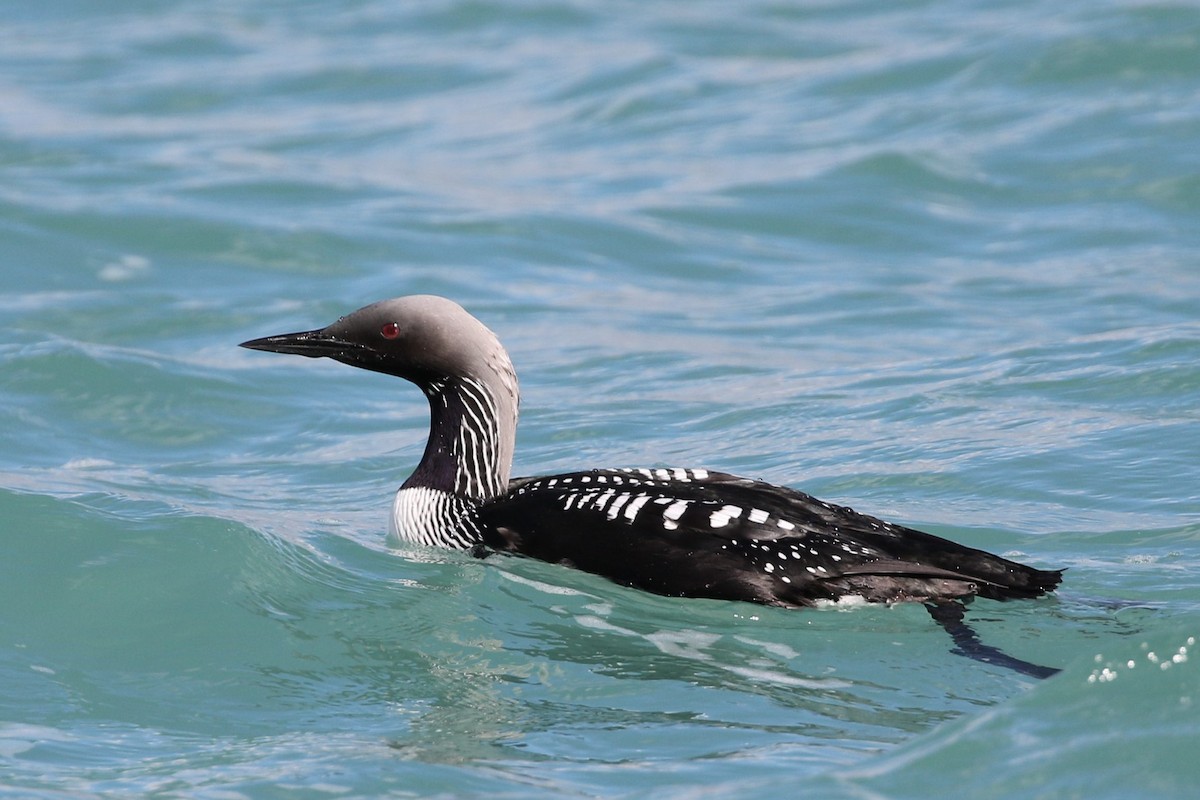 Pacific Loon - Gavia pacifica - Media Search - Macaulay Library and eBird