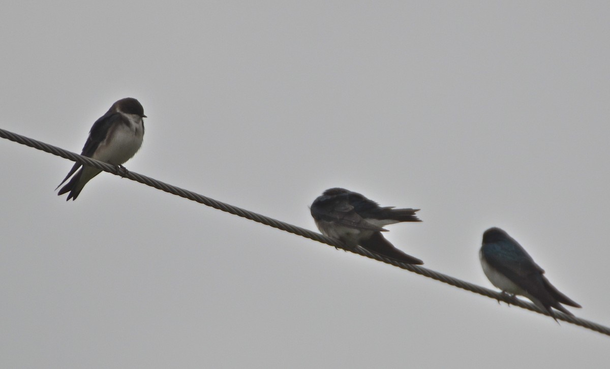 eBird Checklist - 25 Apr 2014 - Lake Saint Joseph - 5 species