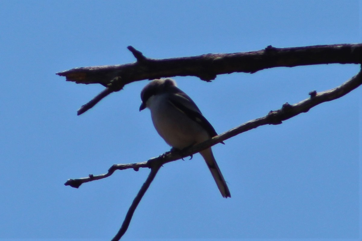 eBird Checklist - 9 May 2020 - Spring Bluff Forest Preserve - 27 species