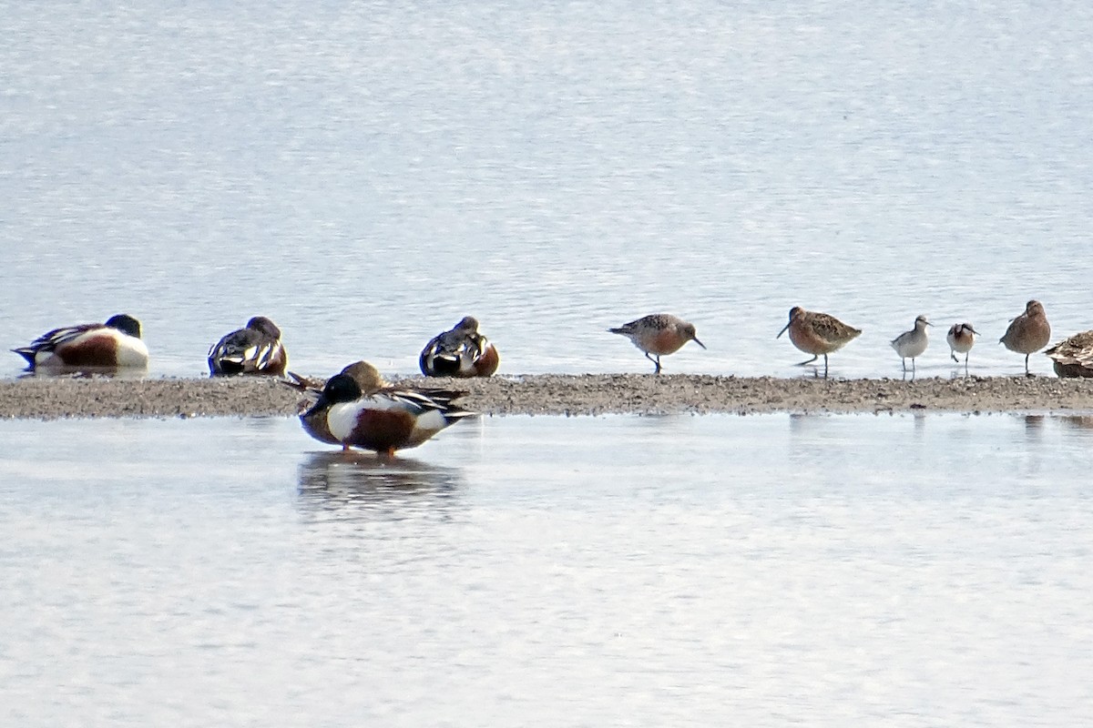 eBird Checklist - 3 May 2020 - Summer Lake Wildlife Area - 54 species ...
