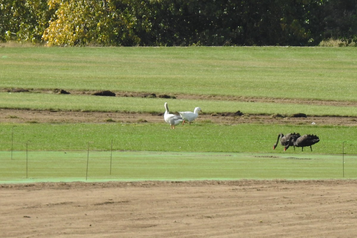 eBird Australia Checklist - 9 May 2020 - Canturf Turf Farm - 4 species ...
