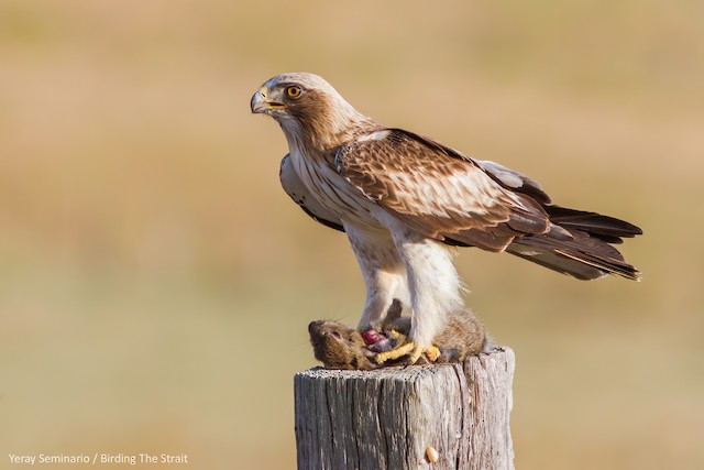 Booted Eagle Juvenile