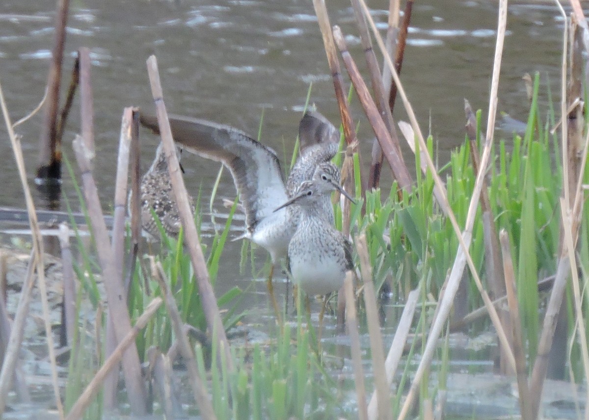 eBird Checklist - 9 May 2020 - Mentor Lagoons Nature Preserve - 56 species