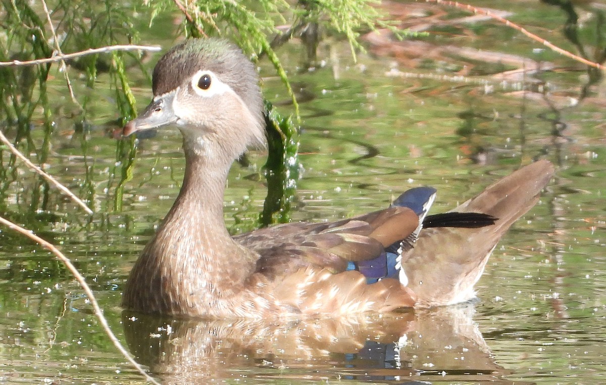 eBird Checklist - 10 May 2020 - Henderson Bird Viewing Preserve - 33 ...