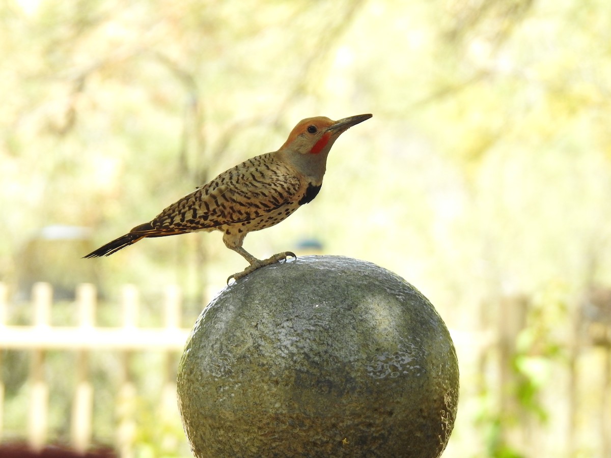 eBird Checklist - 10 May 2020 - Griffin Riley home - 15 species