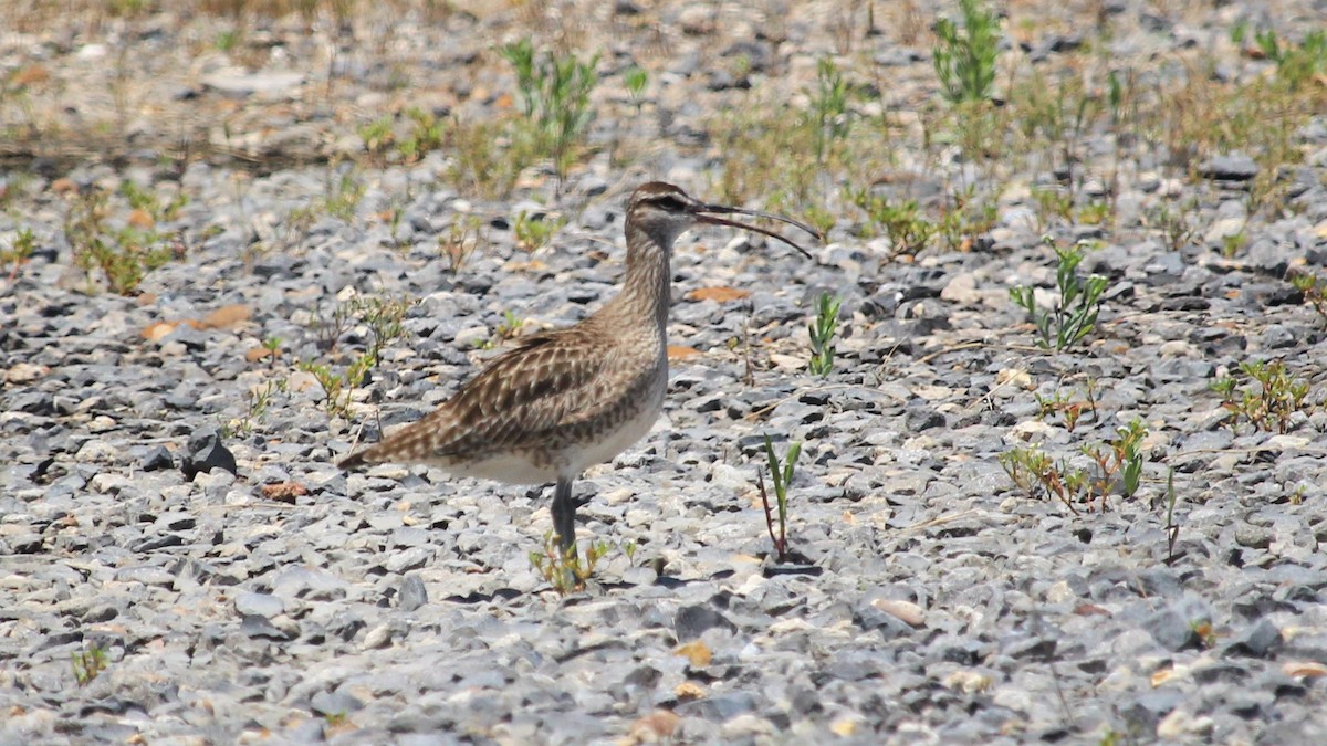 eBird Checklist - 10 May 2020 - LUMCON--Cocodrie - 11 species