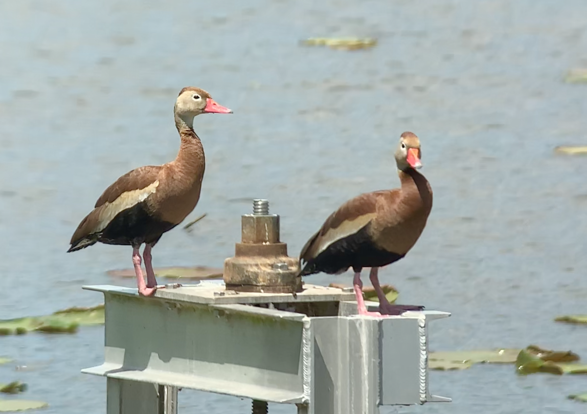 eBird Checklist - 9 May 2020 - Red Slough WMA - 81 species (+1 other taxa)