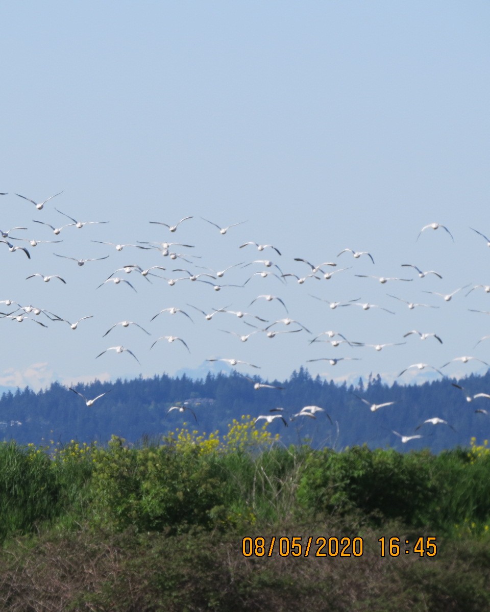 eBird Checklist - 8 May 2020 - Samish Flats--East 90 - 14 species