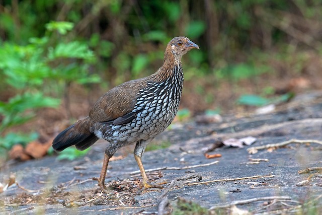 Grey Jungle Fowl